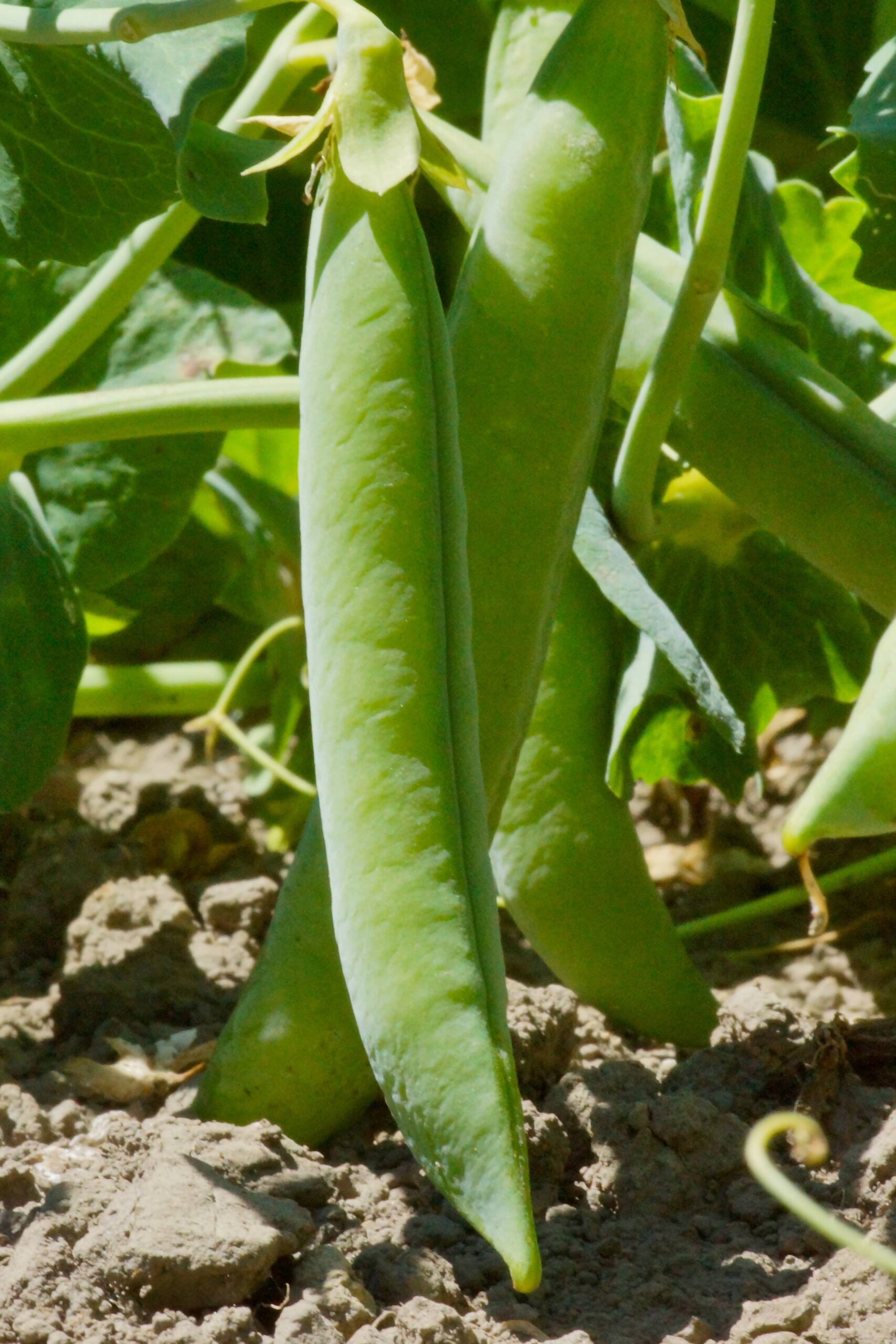 Tiger - Winseed